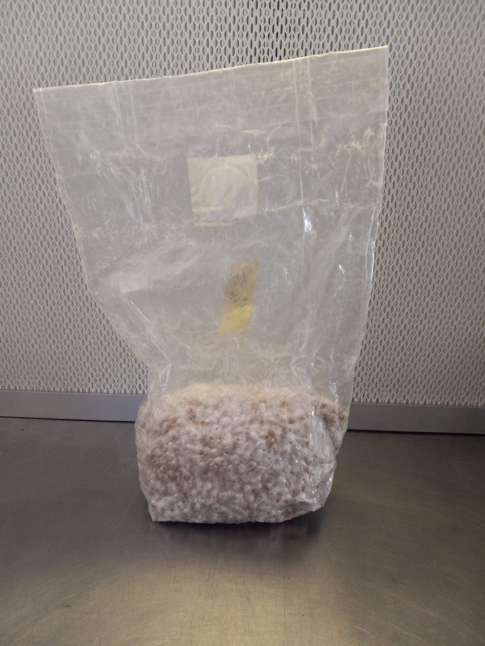 Colonized Master Grain Spawn - Boise Mushroom Company | Gourmet ...